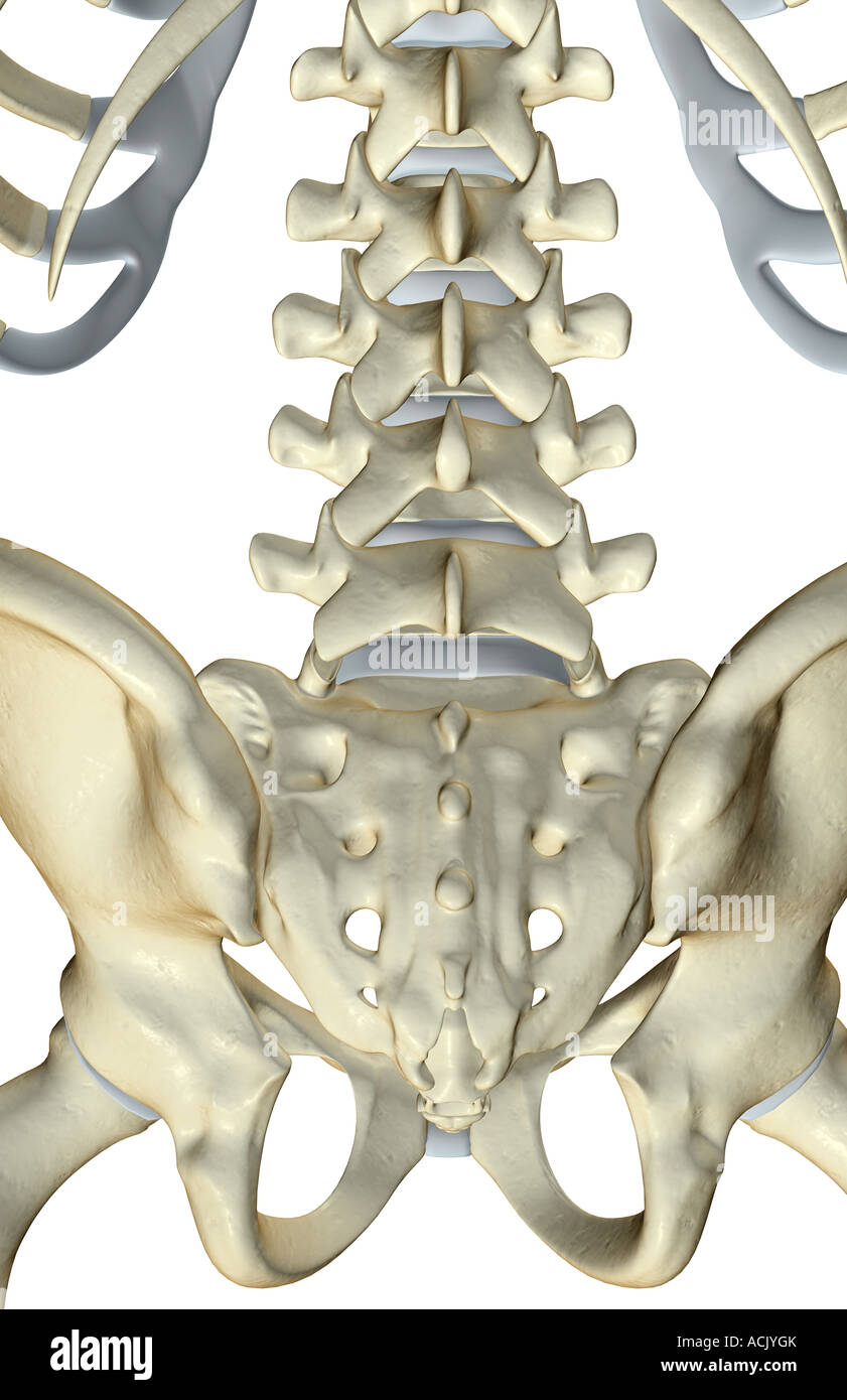 The bones of the lower back Stock Photo - Alamy