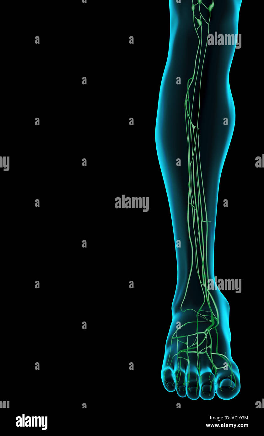 Lymph illustration legs hi-res stock photography and images - Alamy