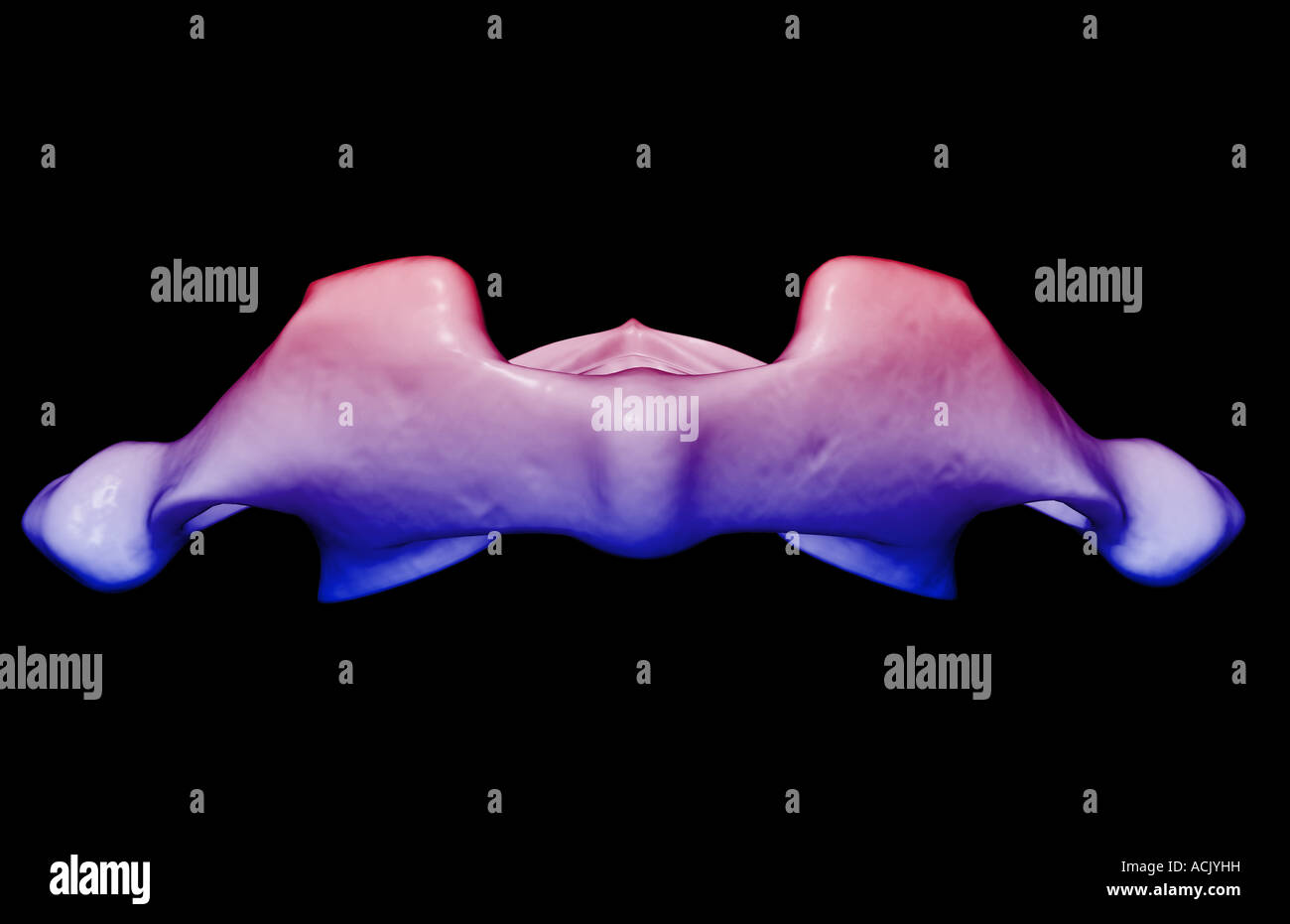 The atlas bone Stock Photo - Alamy