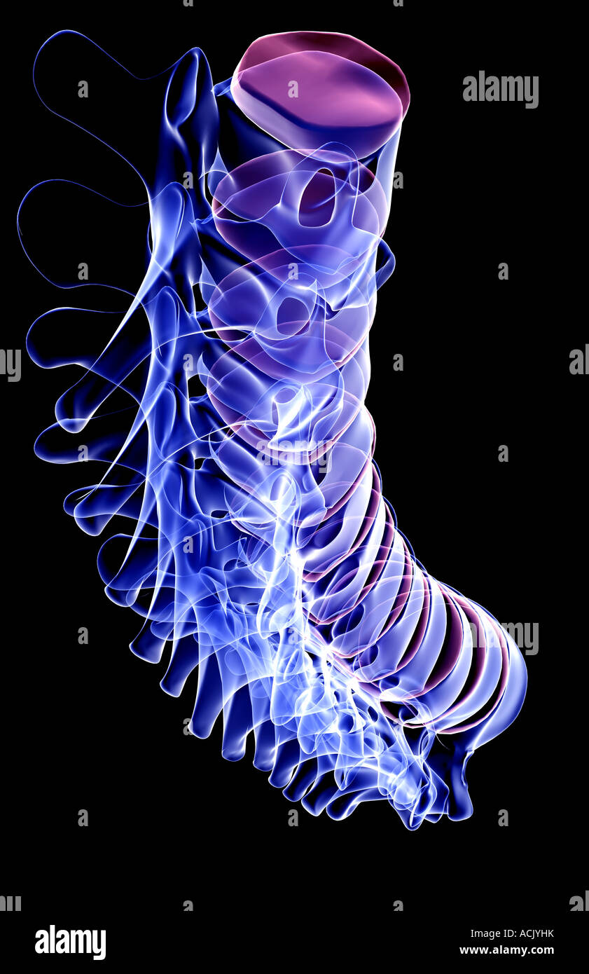 Spinal column x ray side view hi-res stock photography and images - Alamy