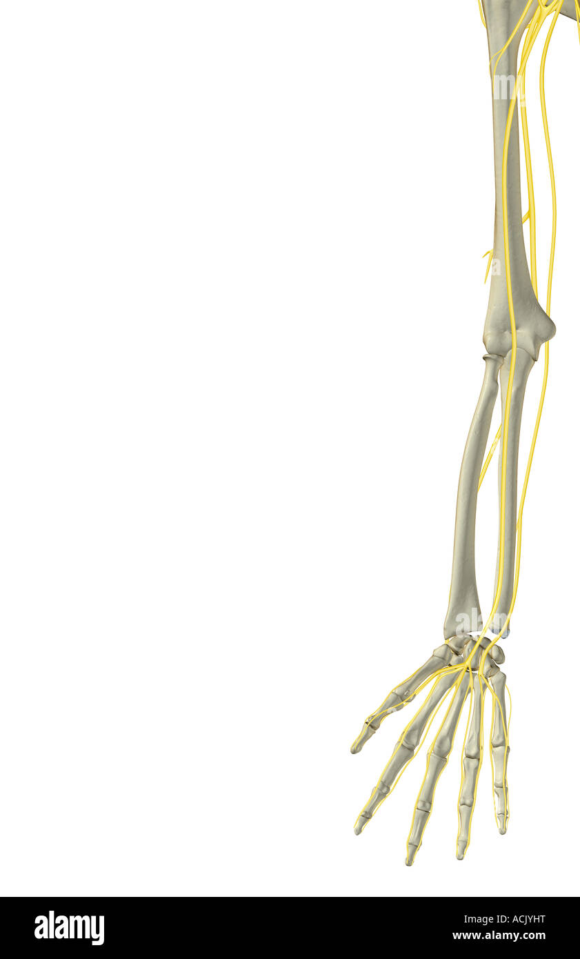 The nerves of the upper limb Stock Photo - Alamy