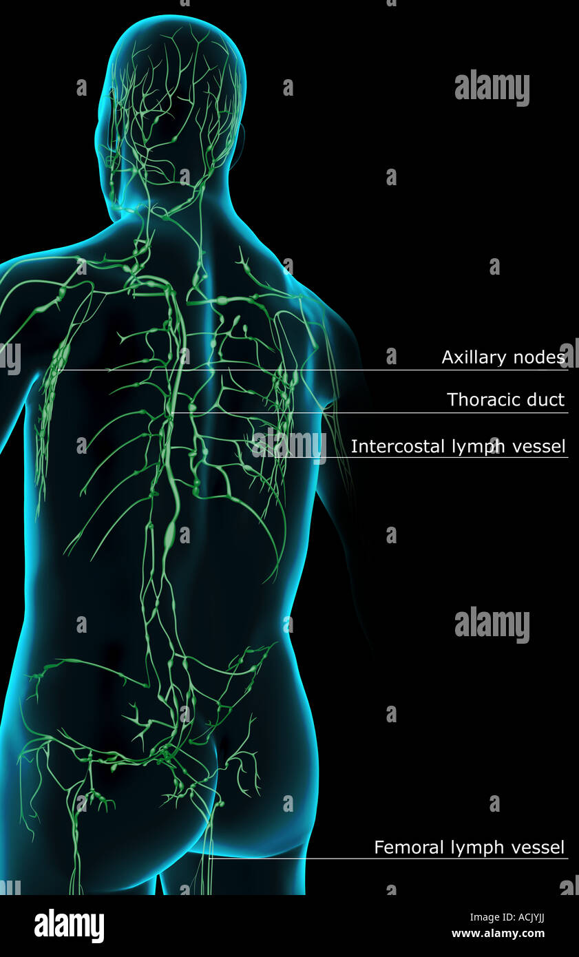 The lymph supply of the upper body Stock Photo - Alamy