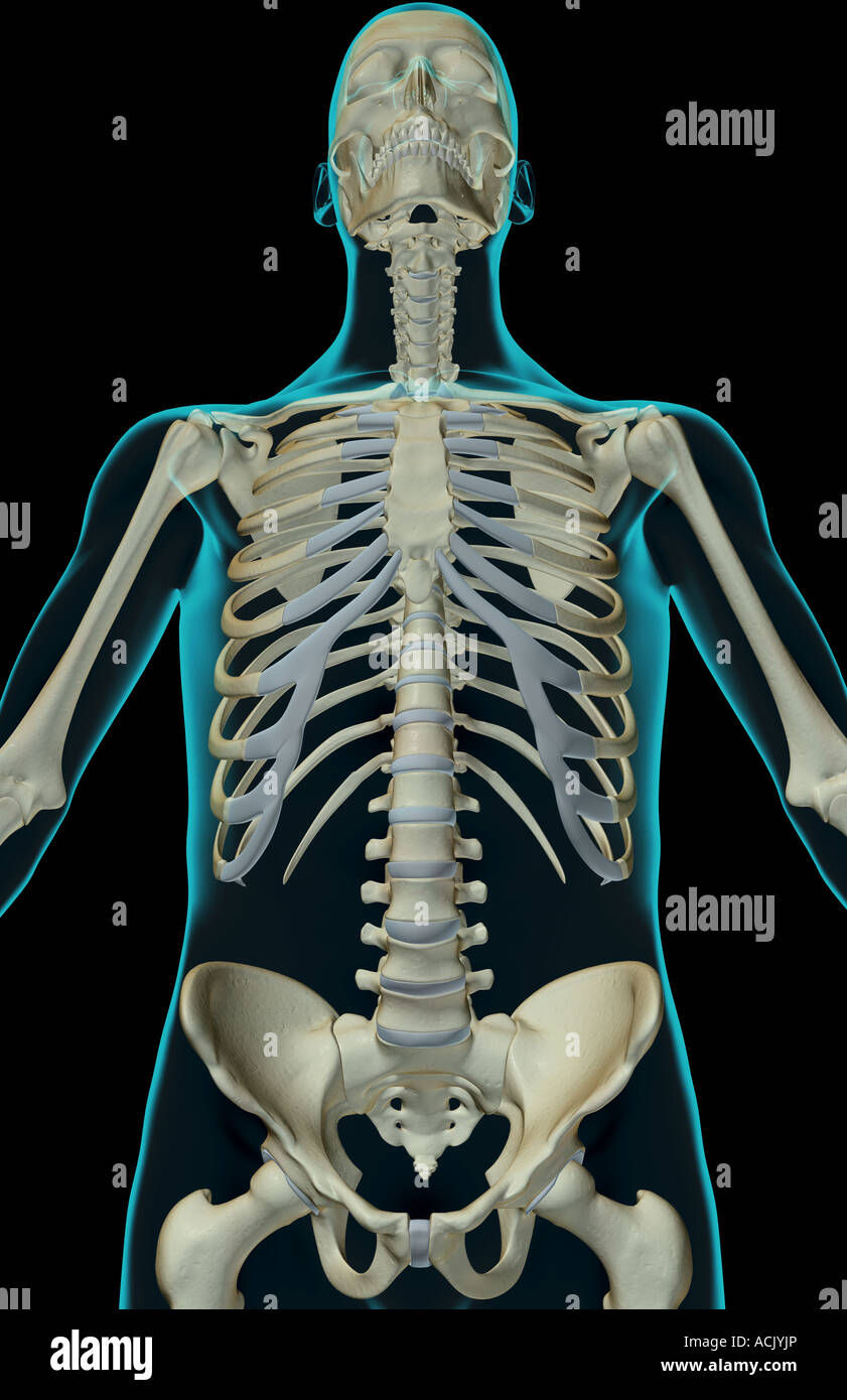 The bones of the upper body Stock Photo - Alamy