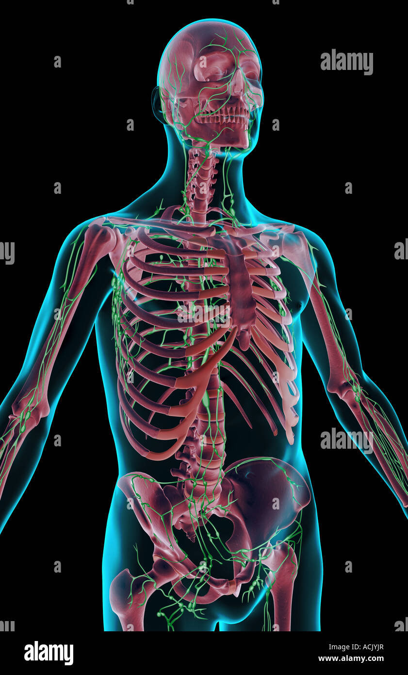 Lumbar lymph nodes hi-res stock photography and images - Alamy