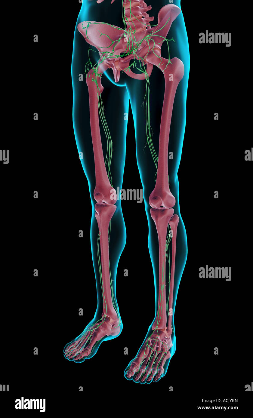 The lymph supply of the lower body Stock Photo - Alamy