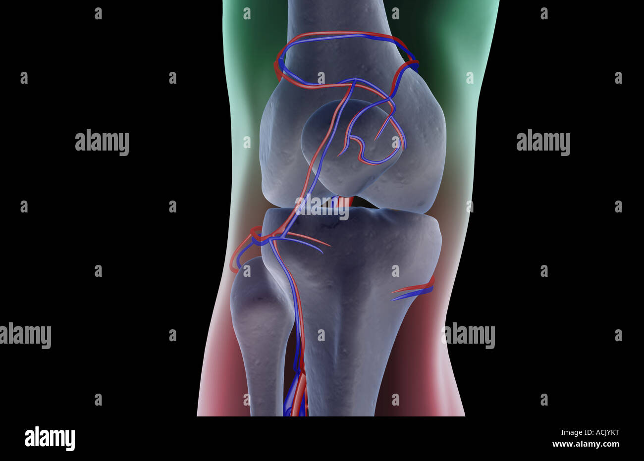 The blood supply of the knee Stock Photo - Alamy