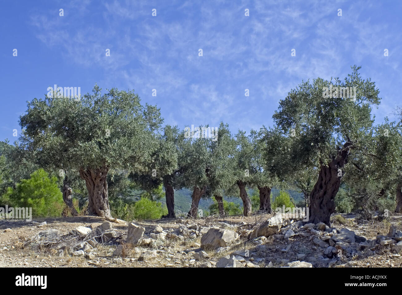 Olive Trees In Thassos, Northern Greece Stock Photo - Alamy