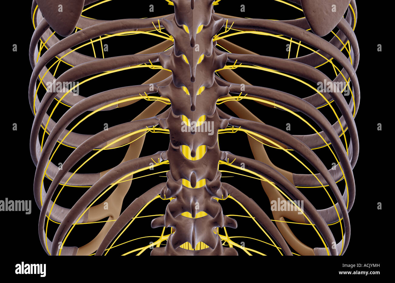 The nerves of the back Stock Photo - Alamy