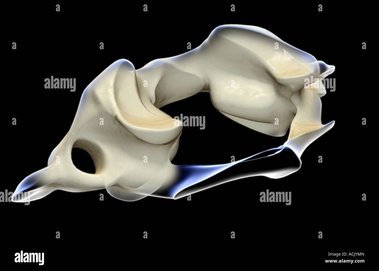 The atlas bone Stock Photo - Alamy