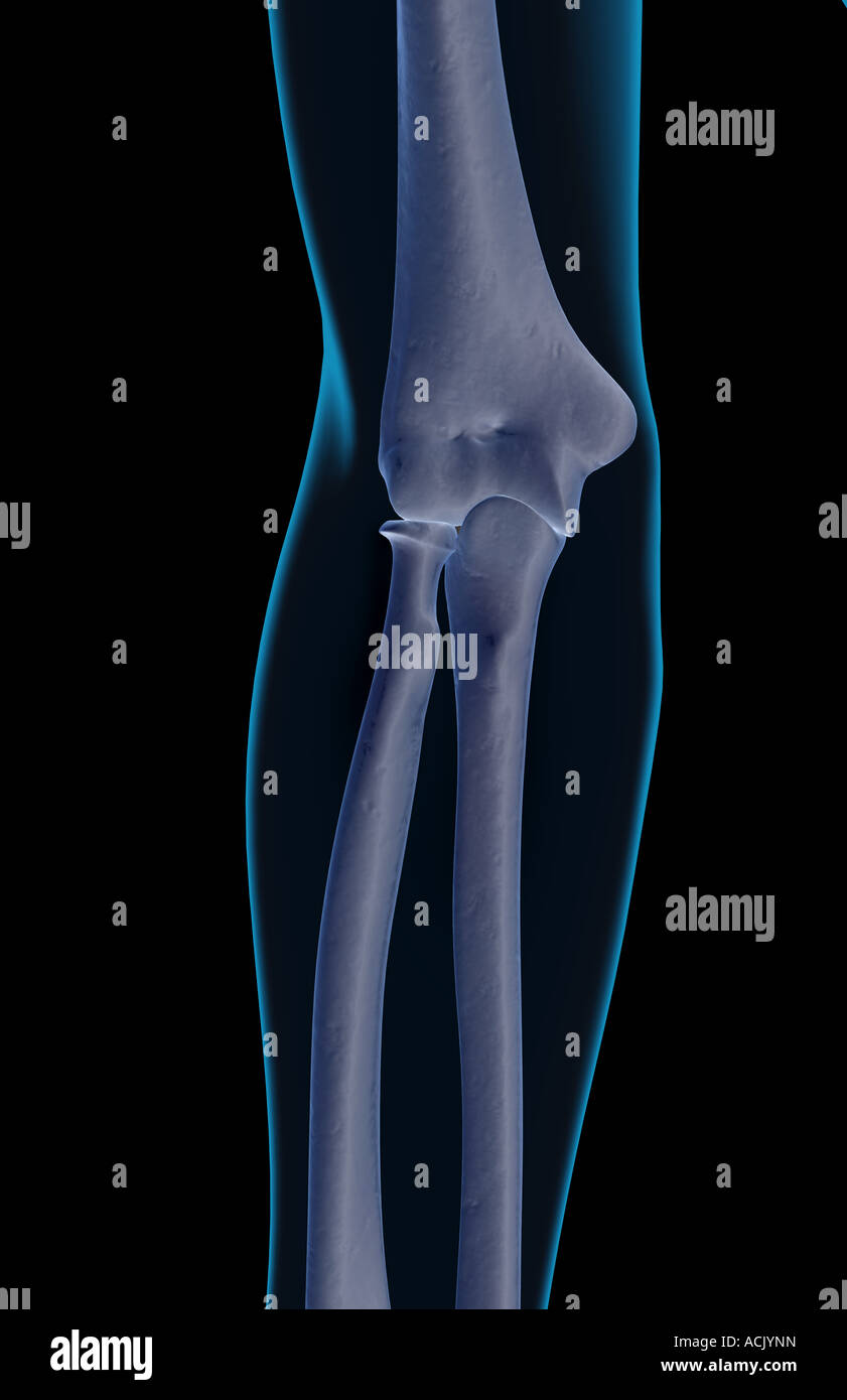 The bones of the elbow Stock Photo - Alamy