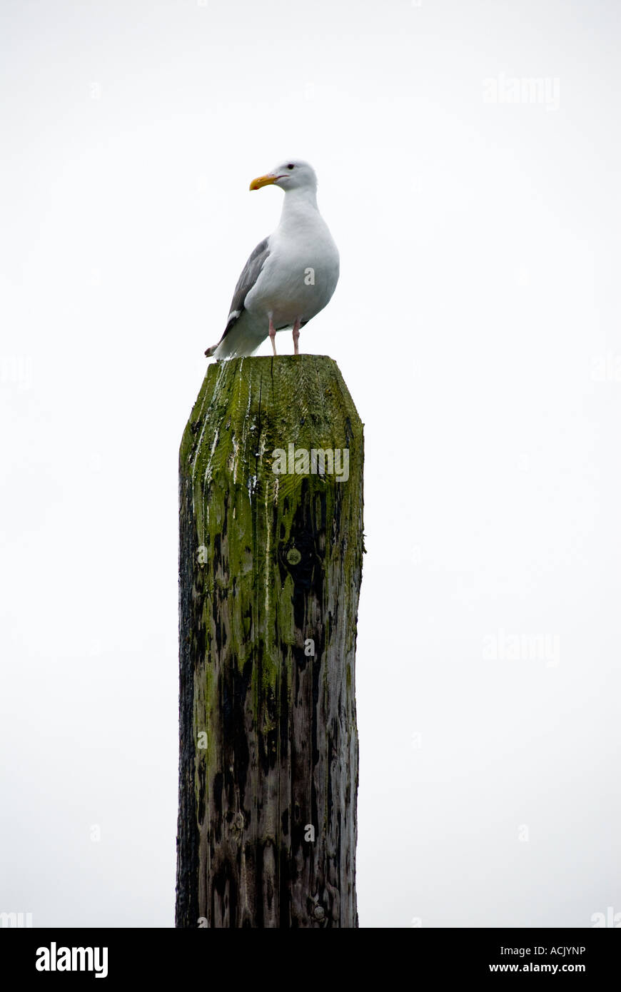 Seagull resting on post looking left Stock Photo - Alamy