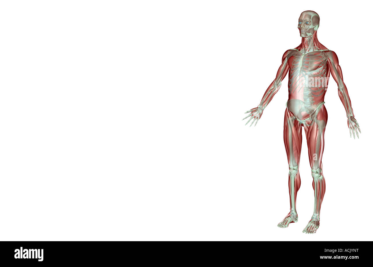 The musculoskeletal system Stock Photo - Alamy