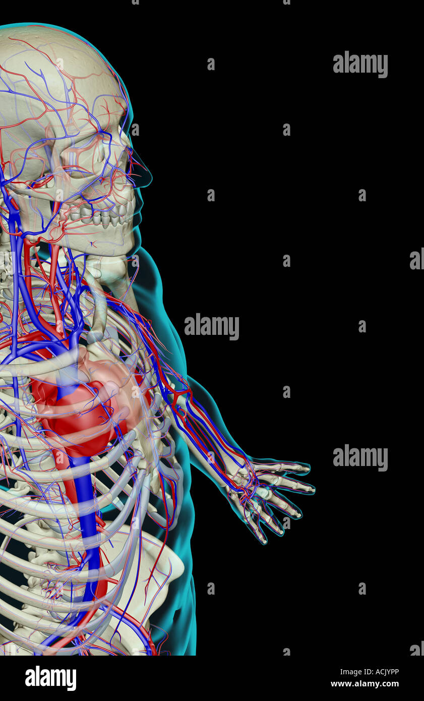 The blood supply of the upper body Stock Photo - Alamy
