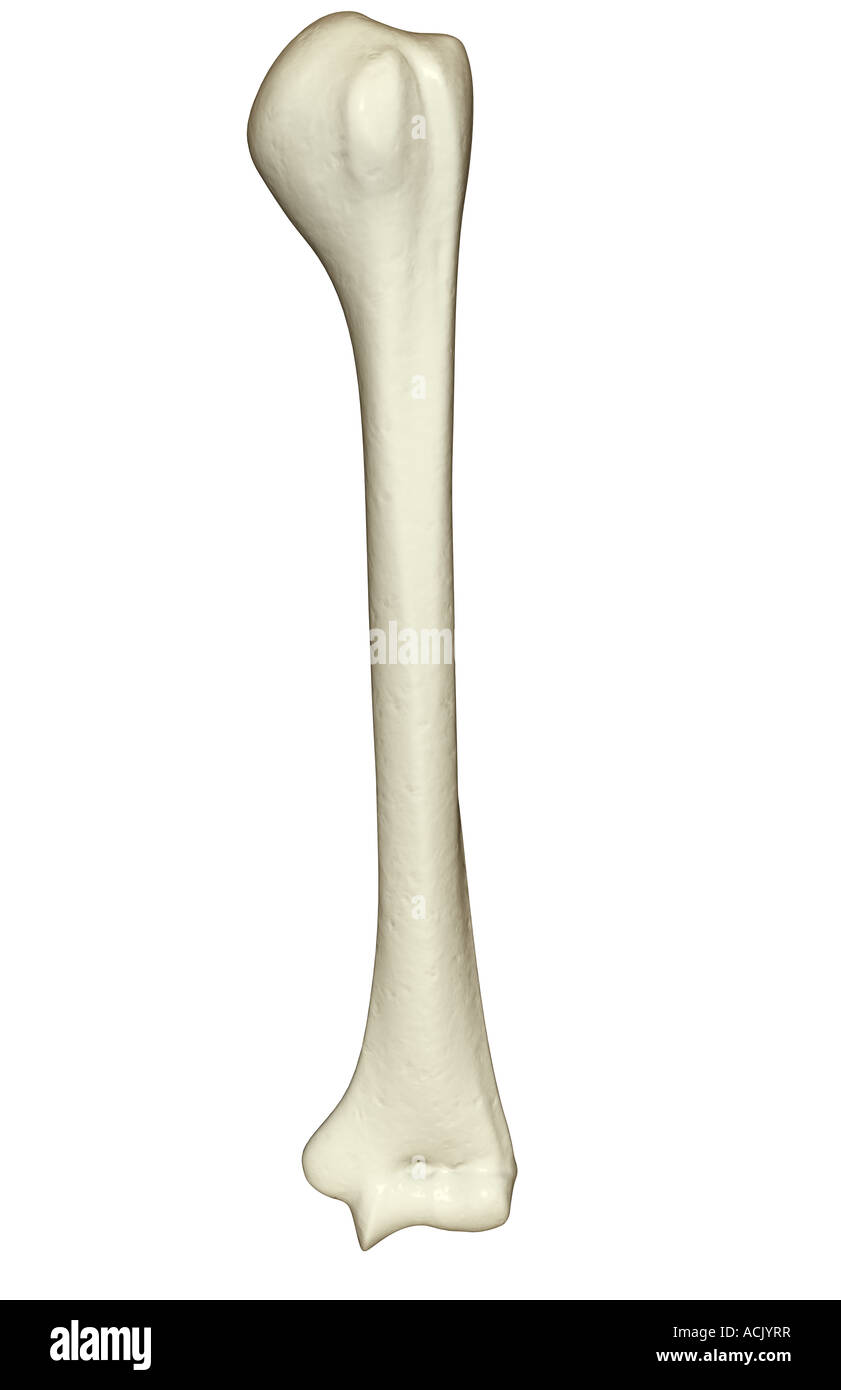 Both humerus bone Cut Out Stock Images & Pictures - Alamy