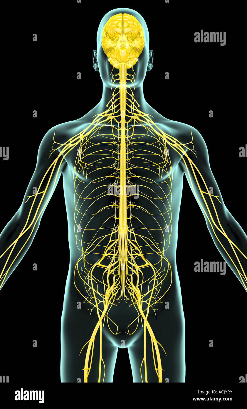 The nerves of the upper body Stock Photo - Alamy