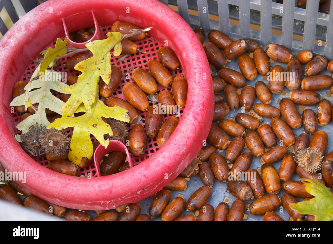 Truffiere hi-res stock photography and images - Alamy