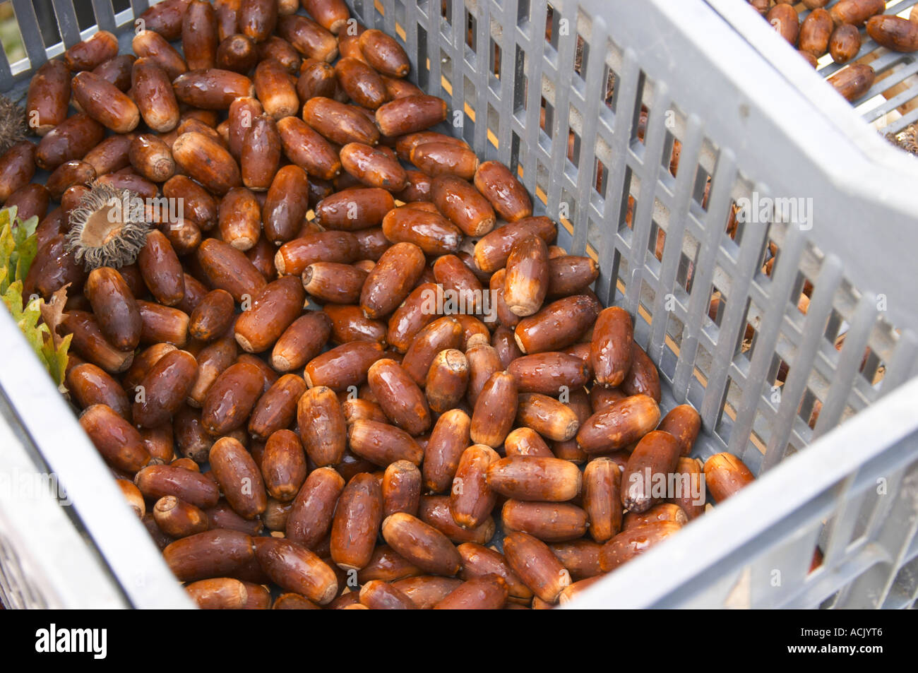 Truffiere hi-res stock photography and images - Alamy