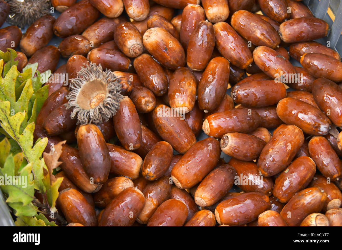 Truffiere hi-res stock photography and images - Alamy
