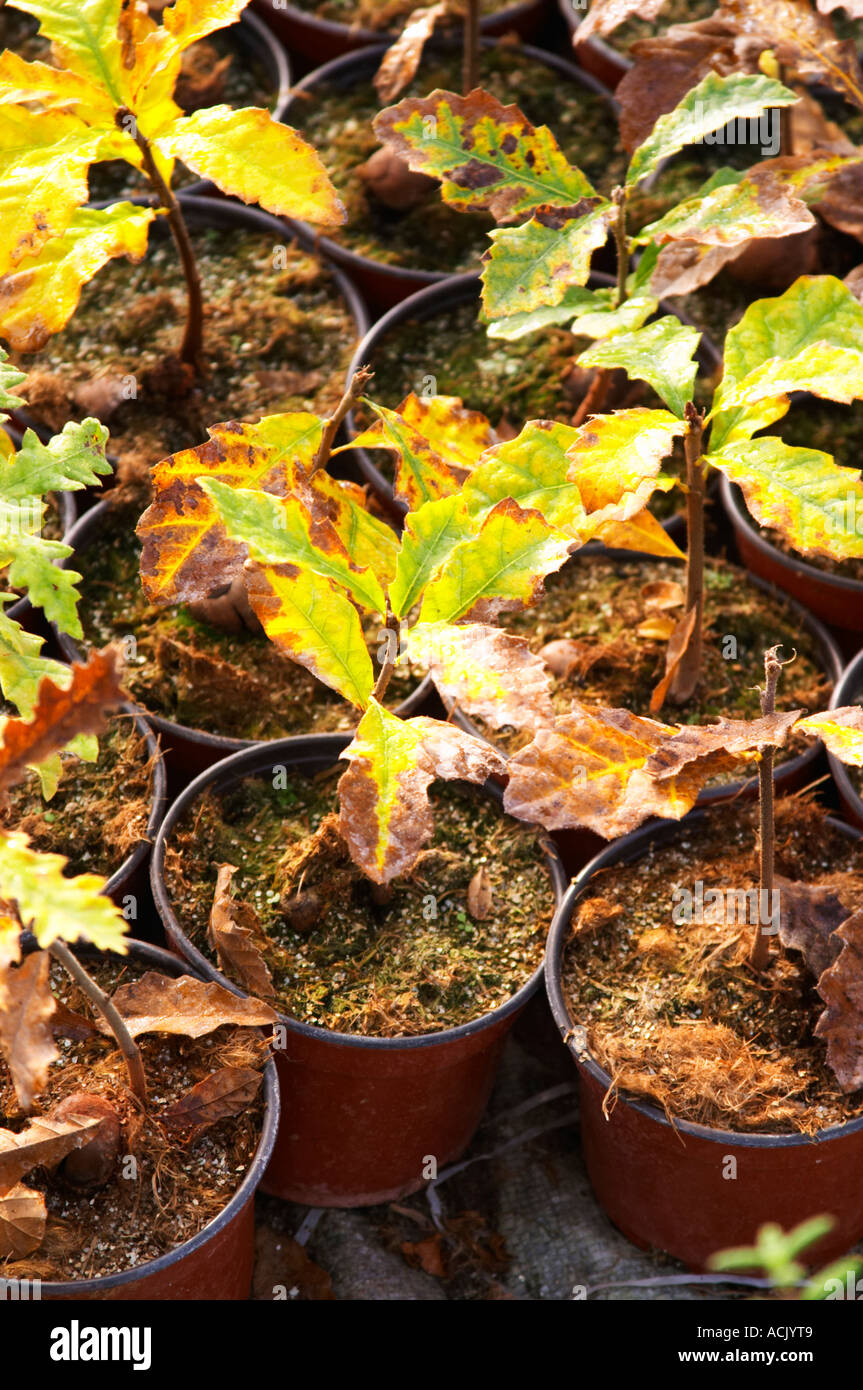 Young plants in the nursery that have been seeded with truffles spores ...