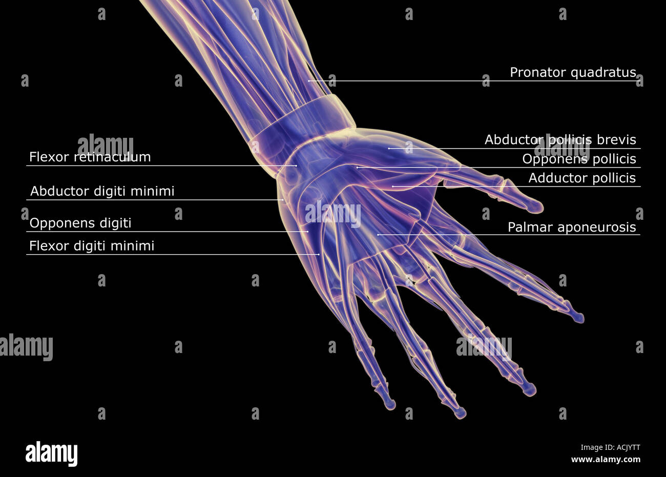 Abductor Pollicis Brevis Stock Photos & Abductor Pollicis Brevis Stock ...