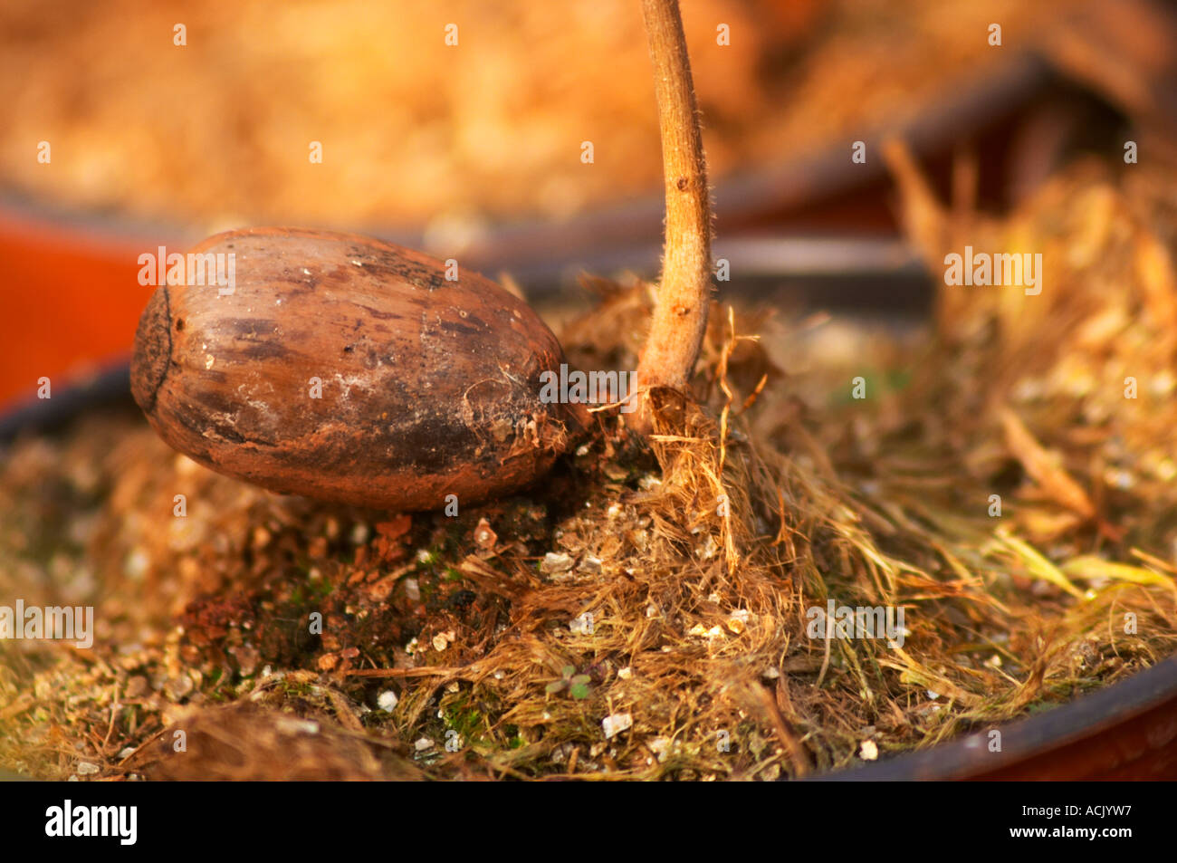 Young plants in the nursery that have been seeded with truffles spores ...