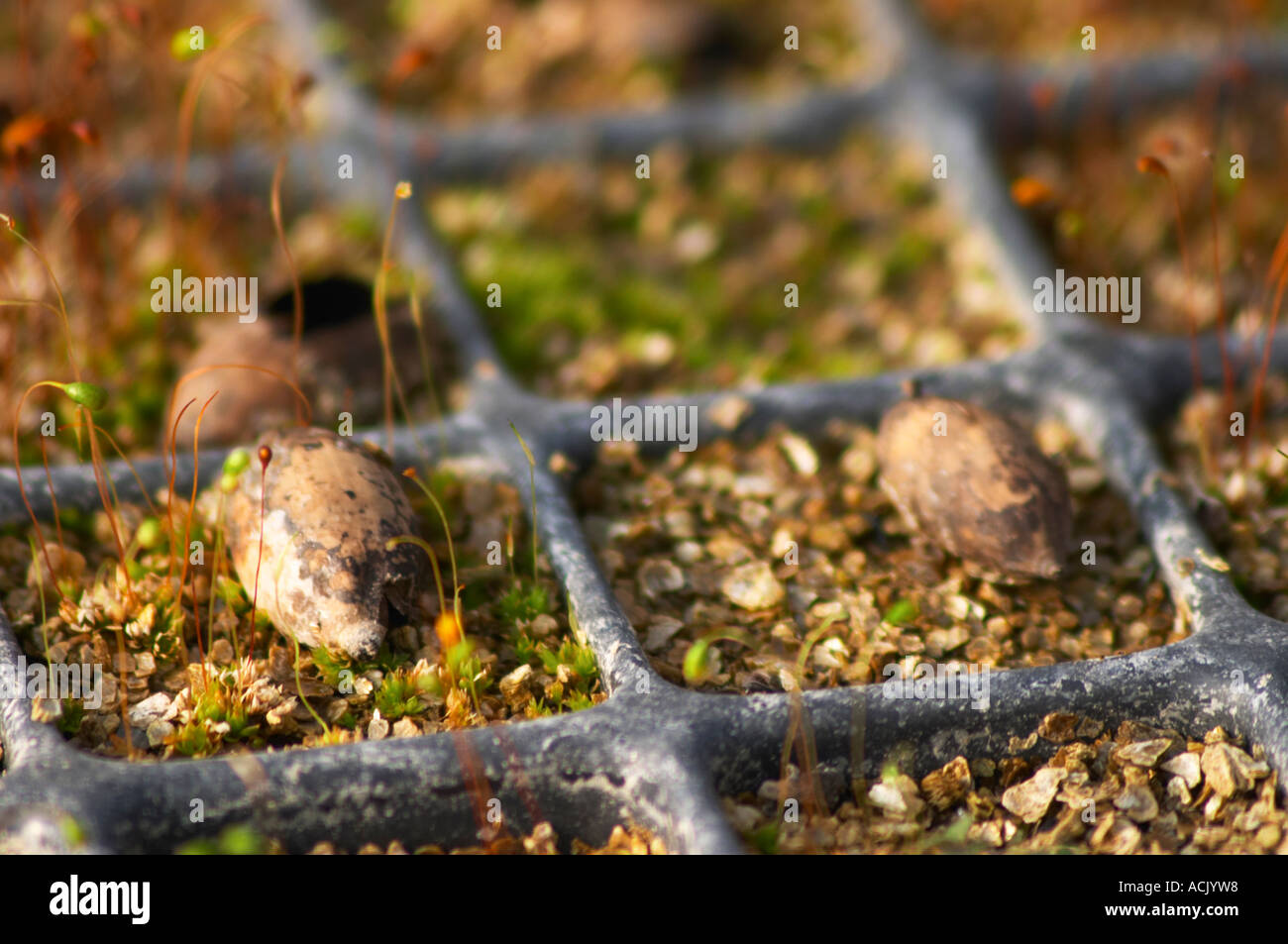 Young plants in the nursery that have been seeded with truffles spores ...