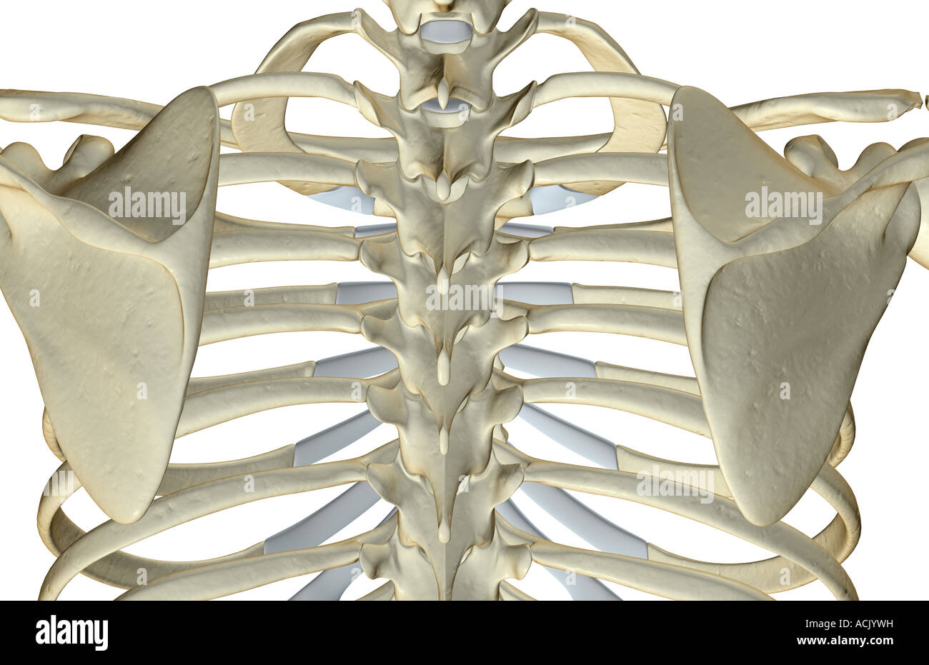 The bones of the shoulder Stock Photo - Alamy