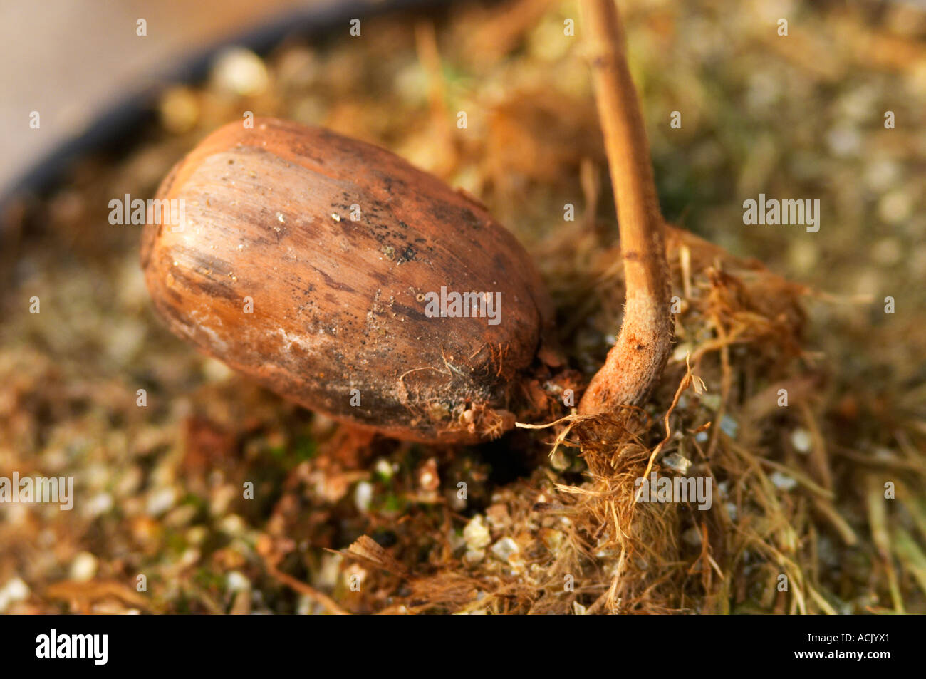 Young plants in the nursery that have been seeded with truffles spores ...