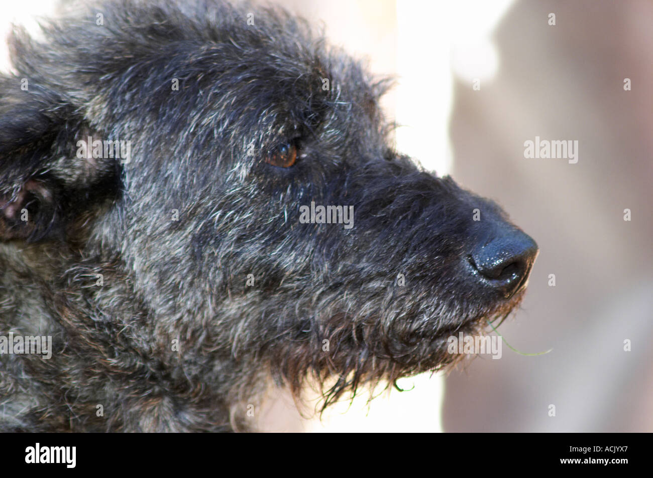 Truffiere hi-res stock photography and images - Alamy