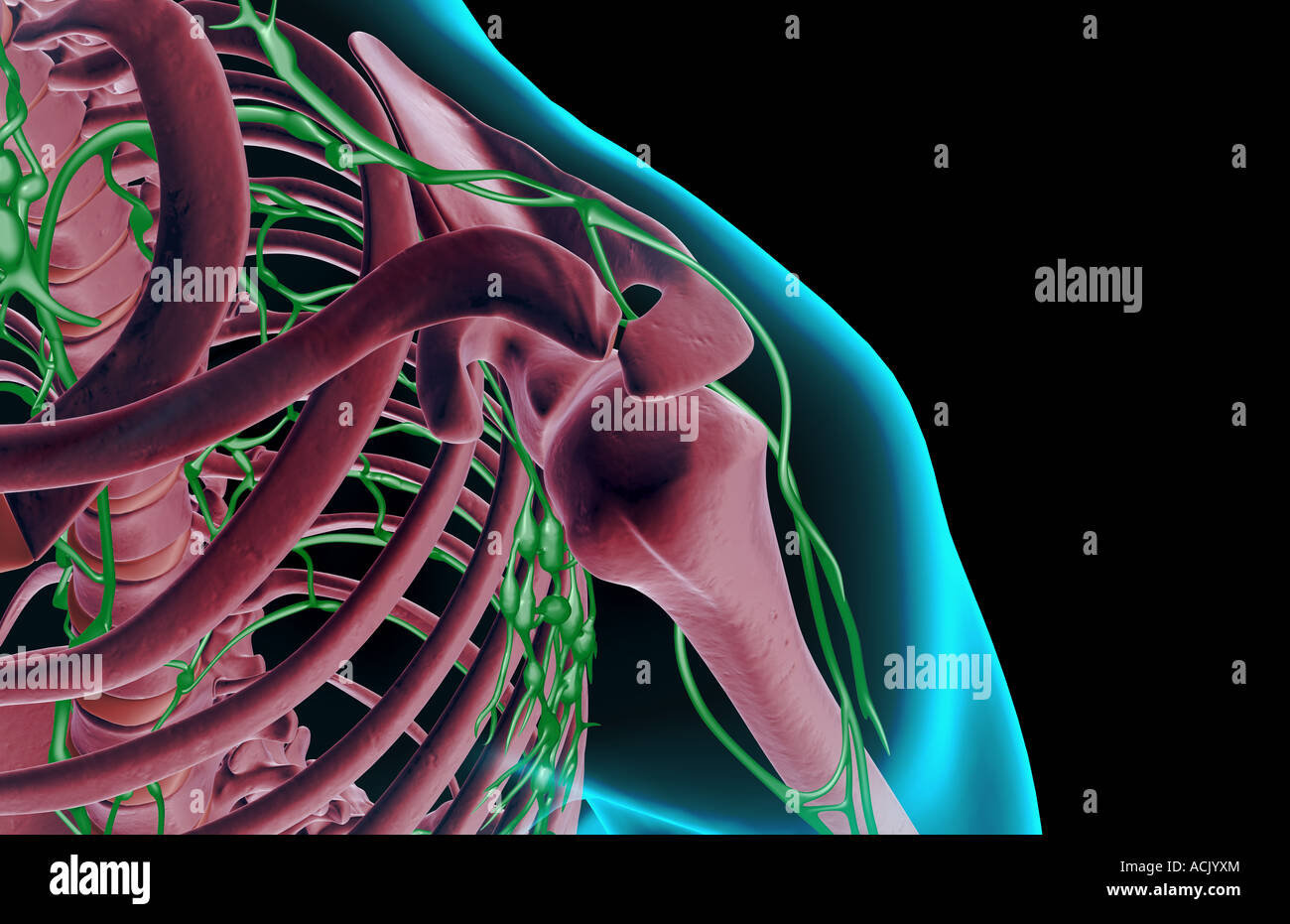 The lymph supply of the shoulder Stock Photo - Alamy
