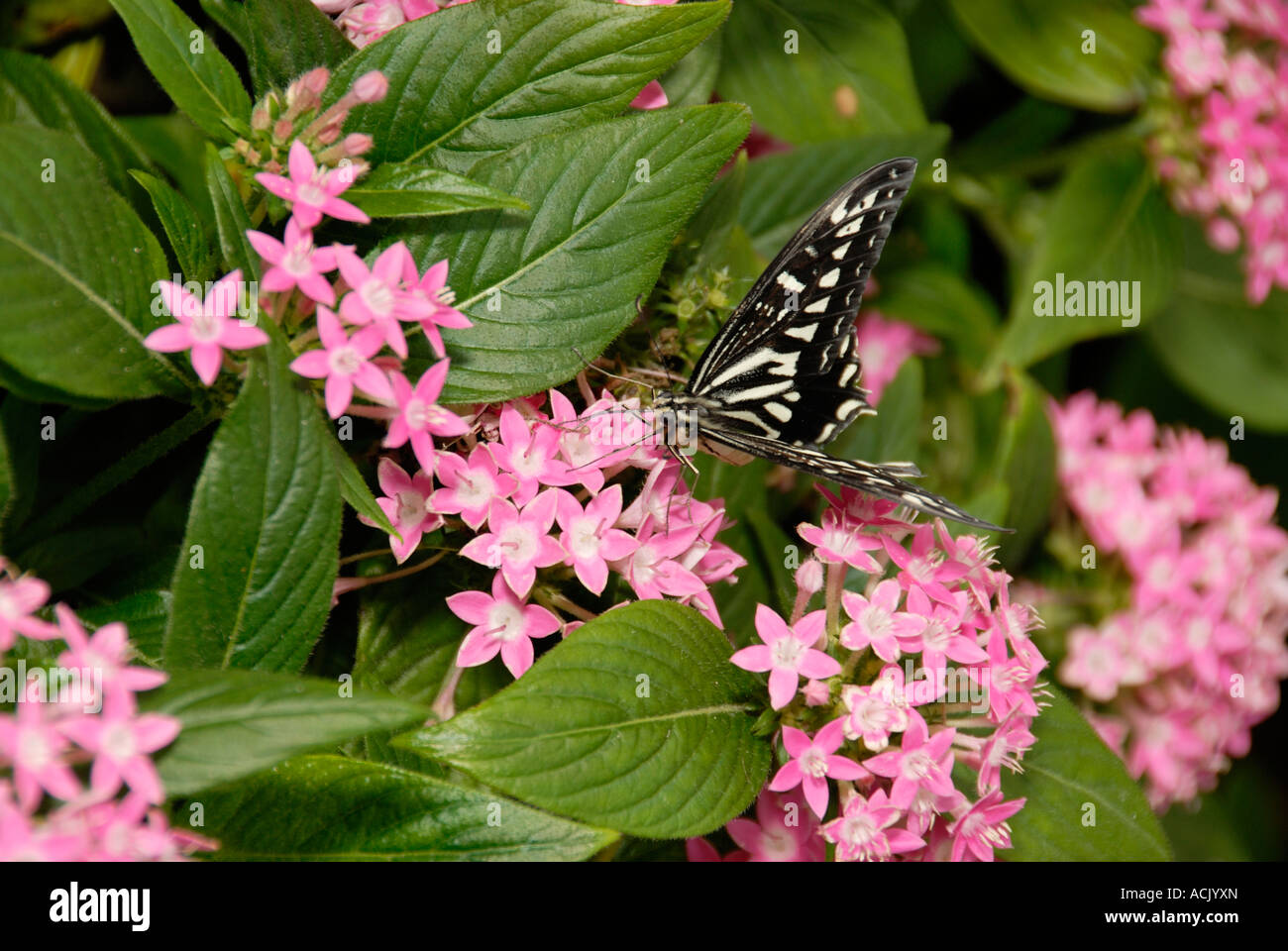 Zebra Swallowtail Butterfly Stock Photo - Alamy