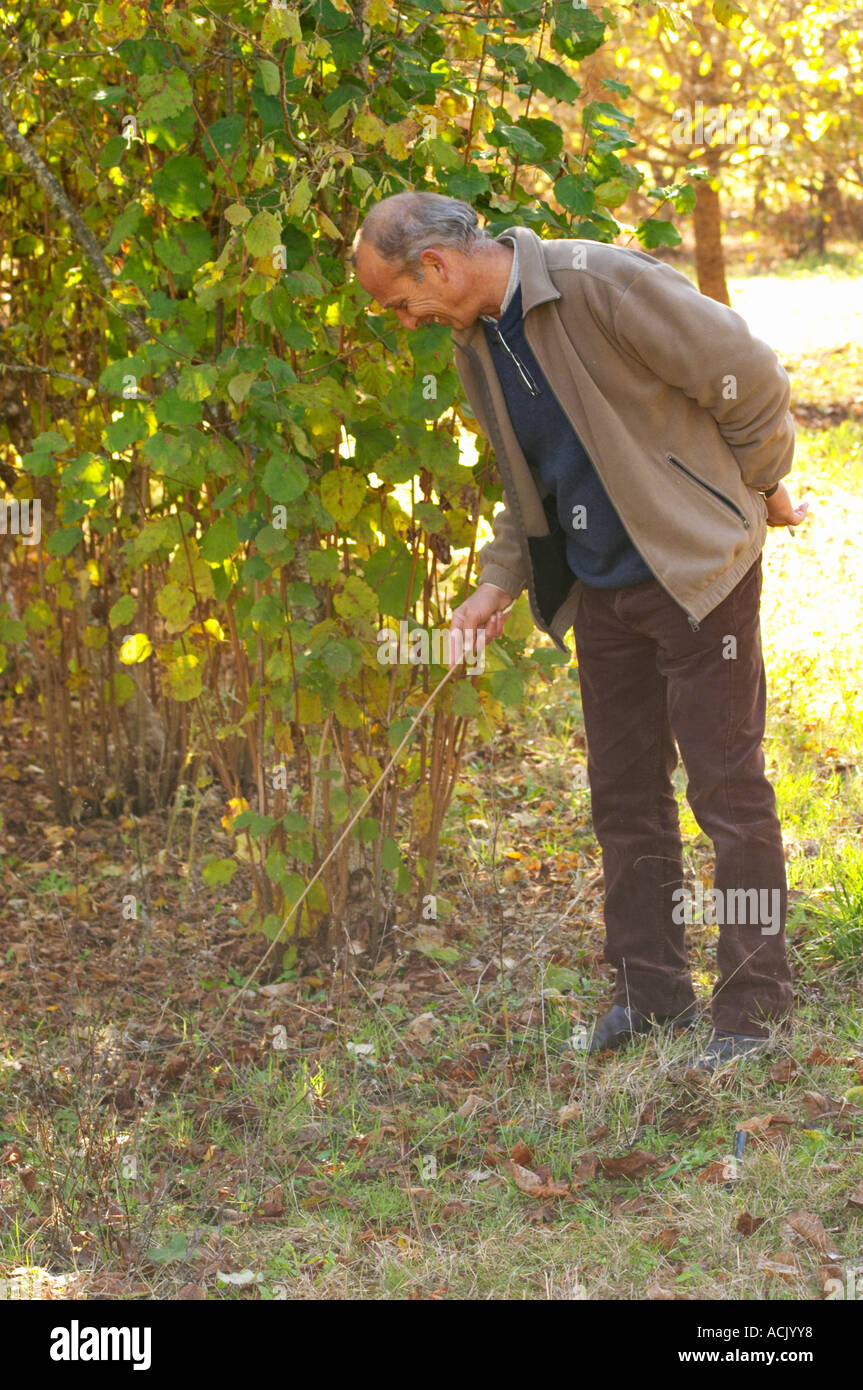 Hugues Martin, the owner of the truffles farm showing how you use a ...