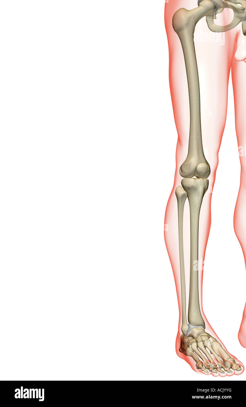 Lower Limb Bones Anatomy