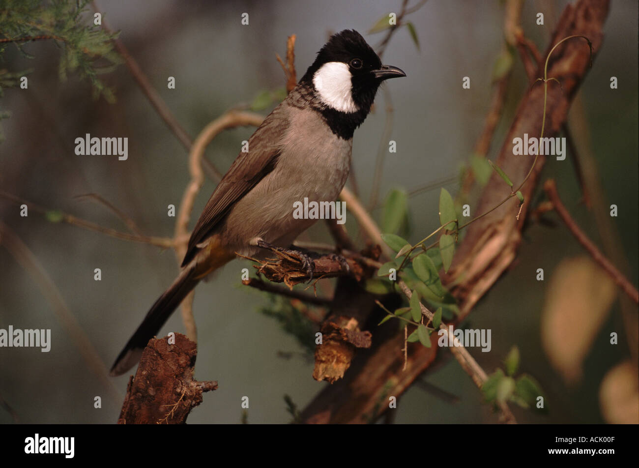 White cheeked bulbul pycnonotus leucogenys hi-res stock photography and ...