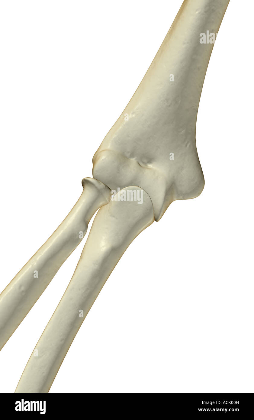 The bones of the elbow Stock Photo - Alamy