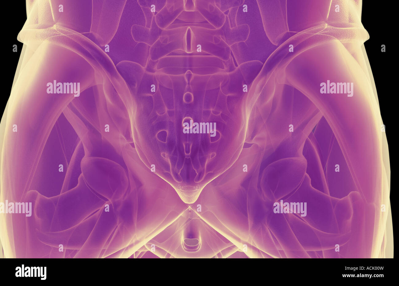 The muscles of the pelvis Stock Photo - Alamy