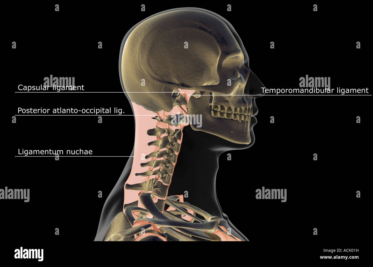 Nuchae hi-res stock photography and images - Alamy