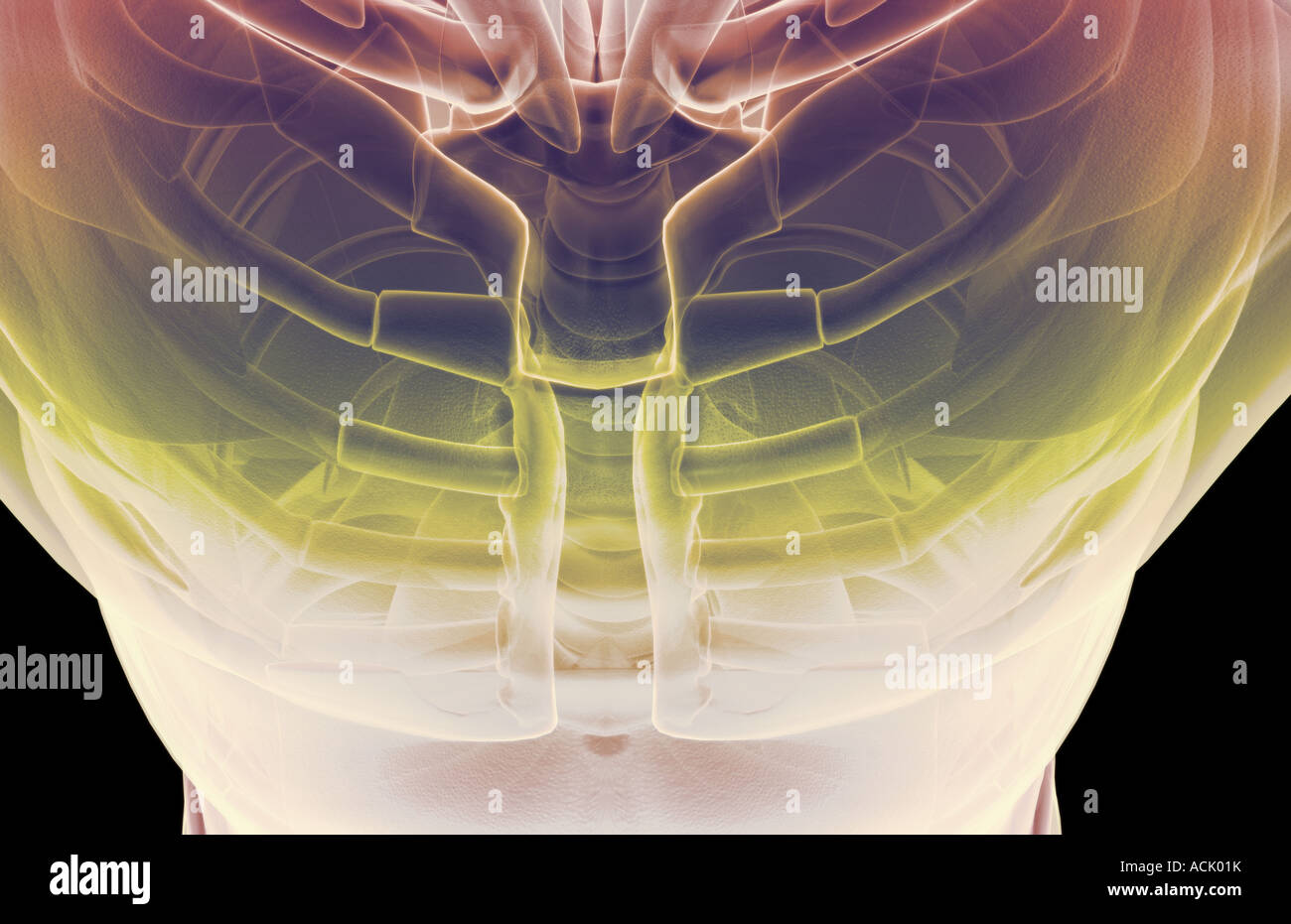 Human Chest Muscles Illustration High Resolution Stock Photography and ...