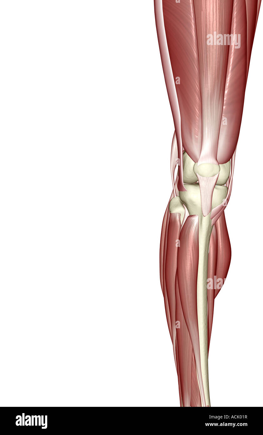 The muscles of the knee Stock Photo - Alamy