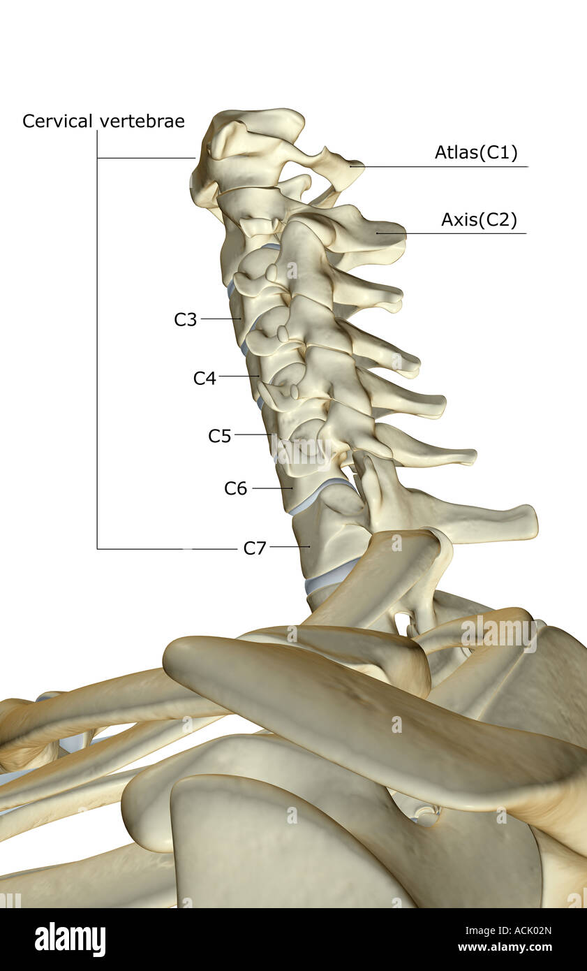 The bones of the neck Stock Photo - Alamy