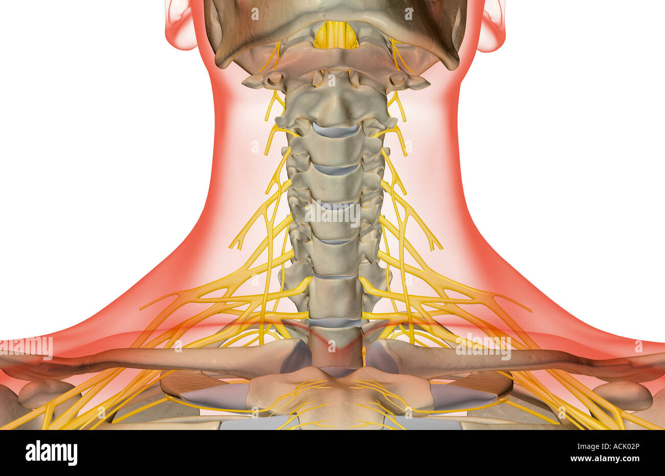 The nerves of the neck Stock Photo - Alamy