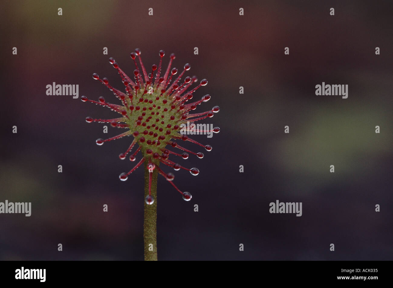 Common sundew water droplets hi-res stock photography and images - Alamy
