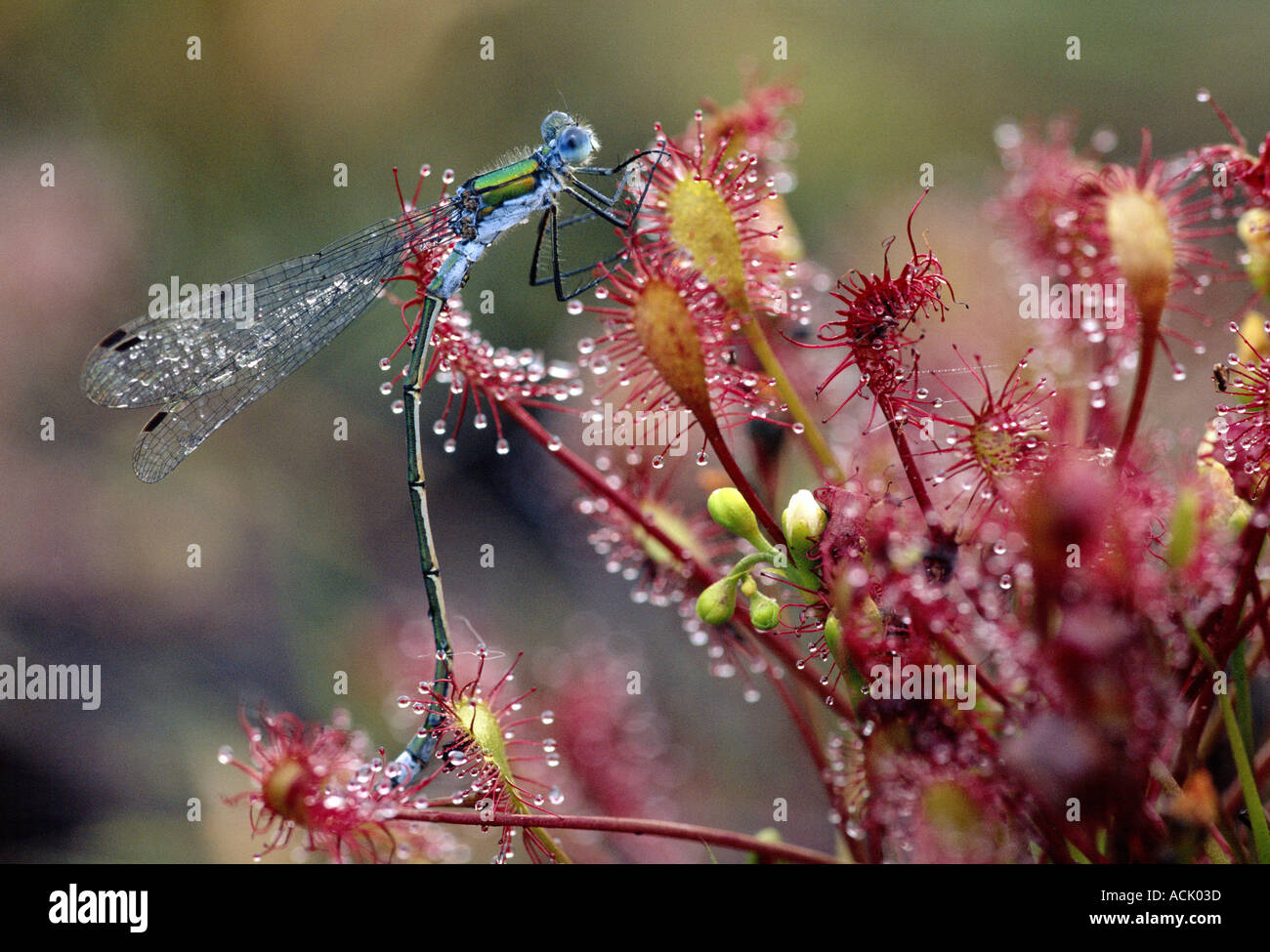 Common sundew water droplets hi-res stock photography and images - Alamy