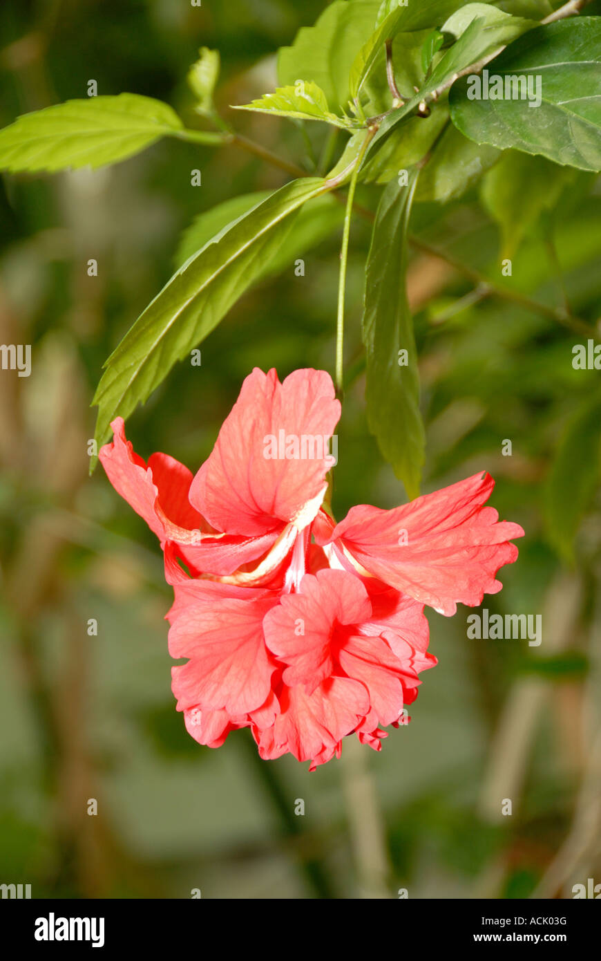 Japanese Lantern Flower Stock Photo - Alamy