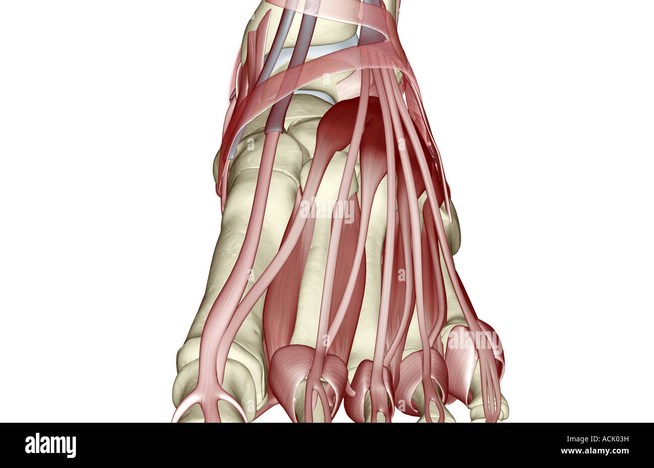 Extensor Tendons Of Foot Illustration Stock Image