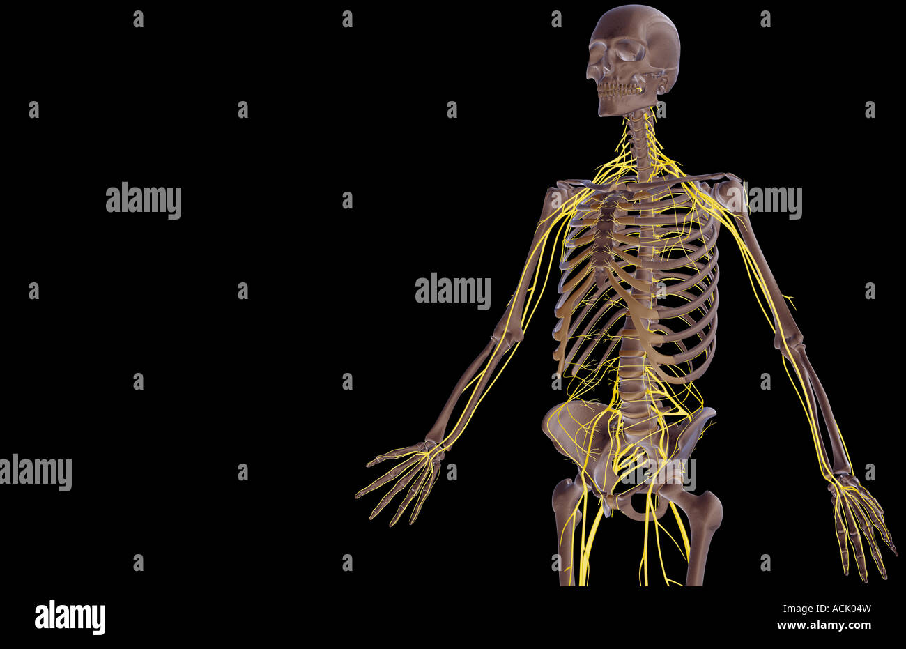 The nerves of the upper body Stock Photo - Alamy