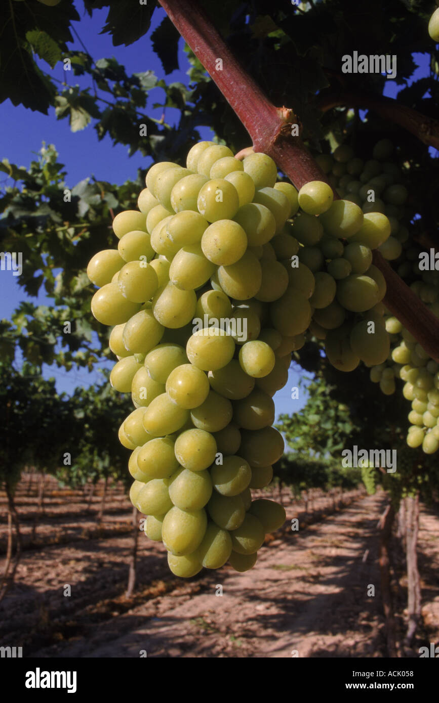 White grapes Vitis vinifera Murcia Spain Europe Stock Photo - Alamy