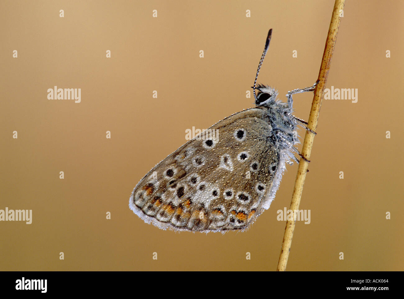 Blue adonis butterfly hi-res stock photography and images - Alamy
