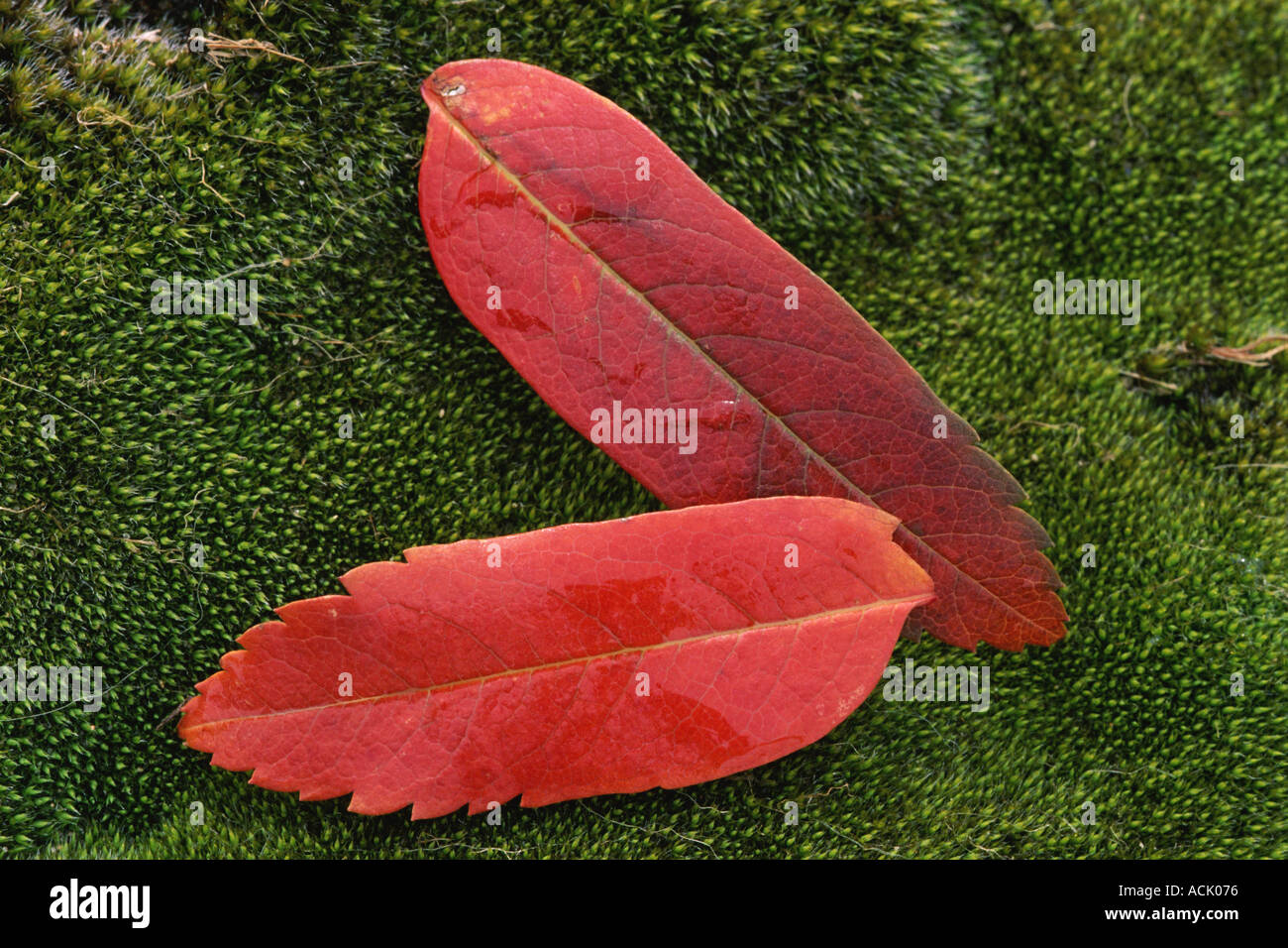 Leavesrowan hi-res stock photography and images - Alamy