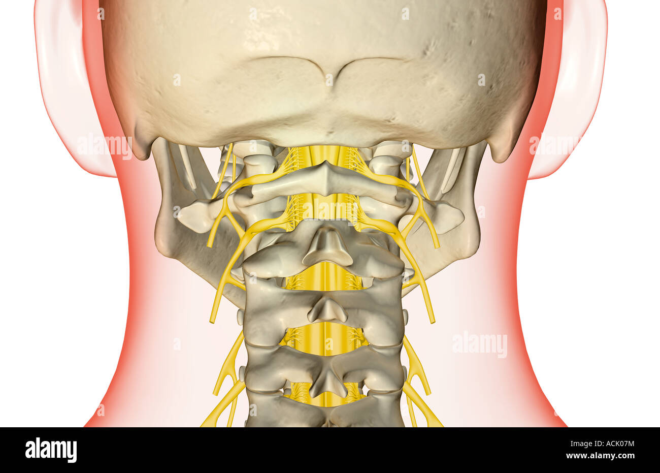 The nerves of the neck Stock Photo - Alamy
